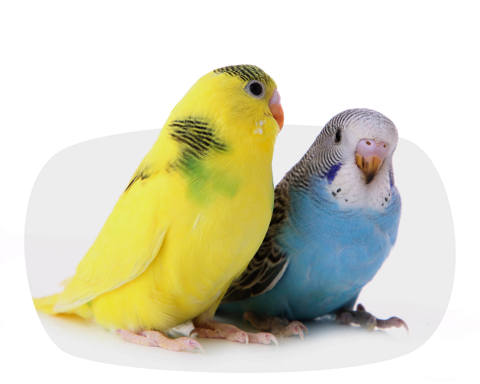 Wellensittich - Scharmuntzelland