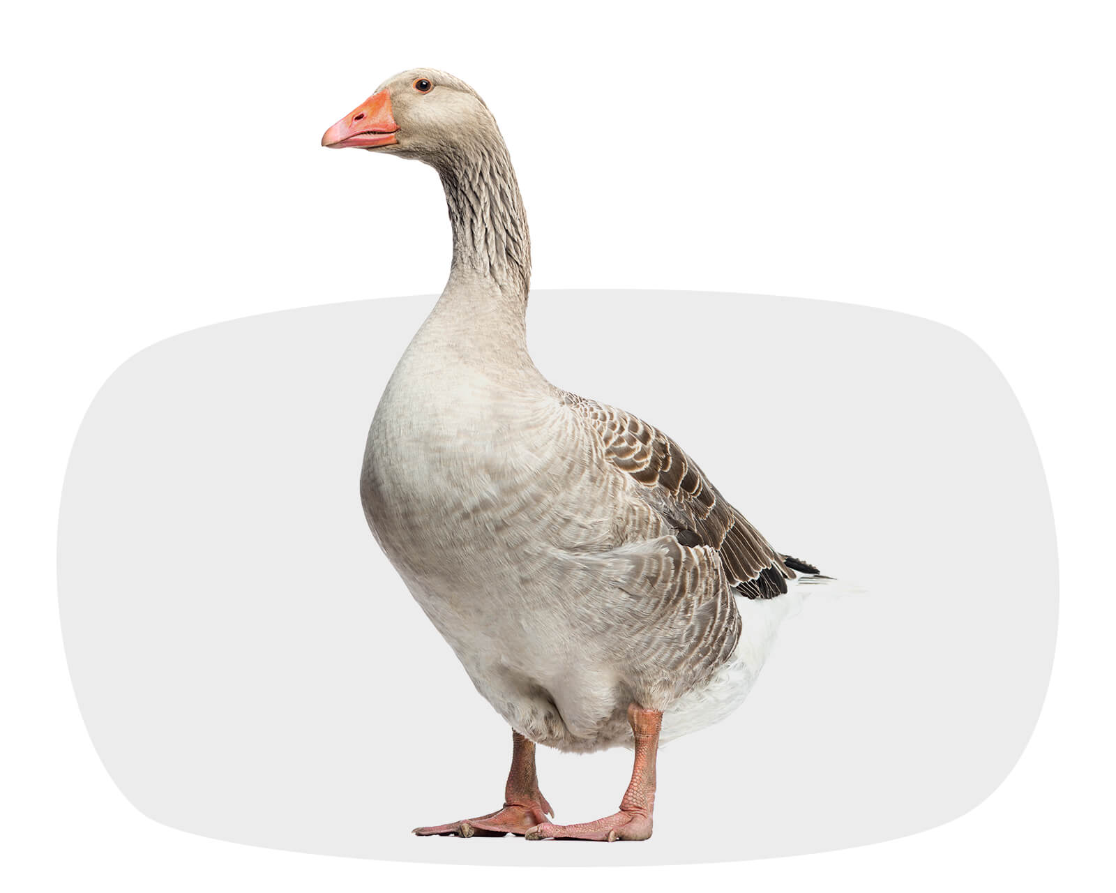 Gans - Scharmuntzelland